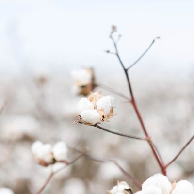 Services - Mekotex (Pvt.) Limited